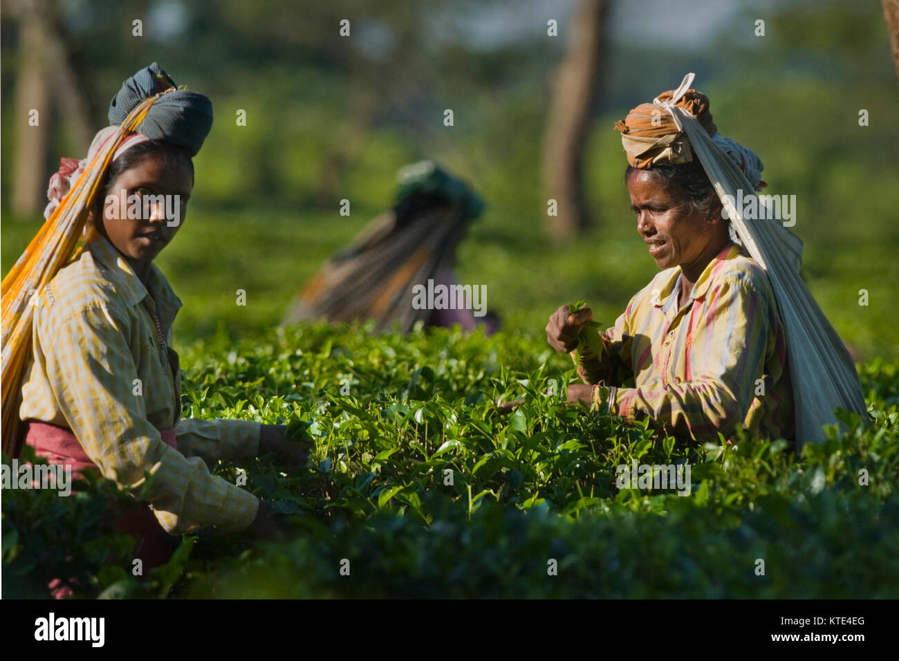 ASIA, India, Assam, Jorhat, Haroocharai Tea Estate, tea pickers at work ...