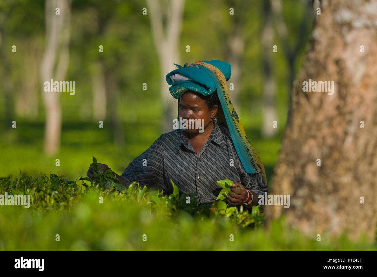 ASIA, India, Assam, Jorhat, Haroocharai Tea Estate, tea picker at work ...