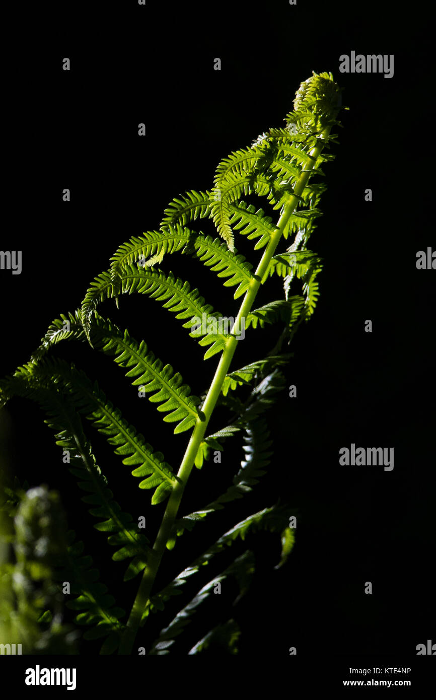 Backlit fiddlehead fern Stock Photo - Alamy