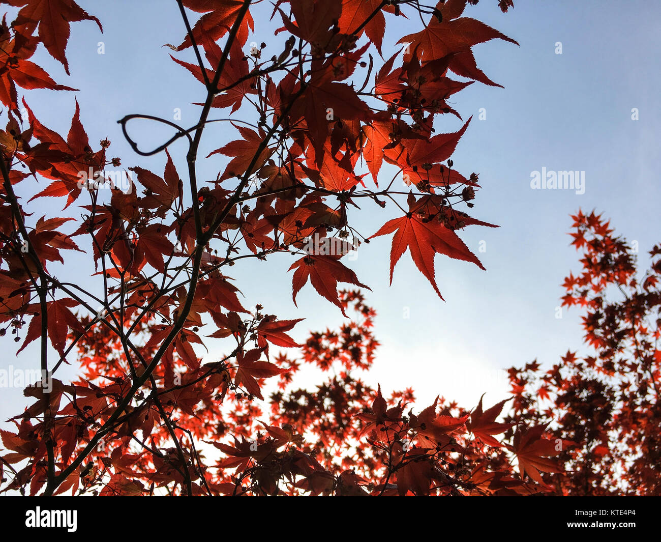 Japanese red maple tree Stock Photo - Alamy