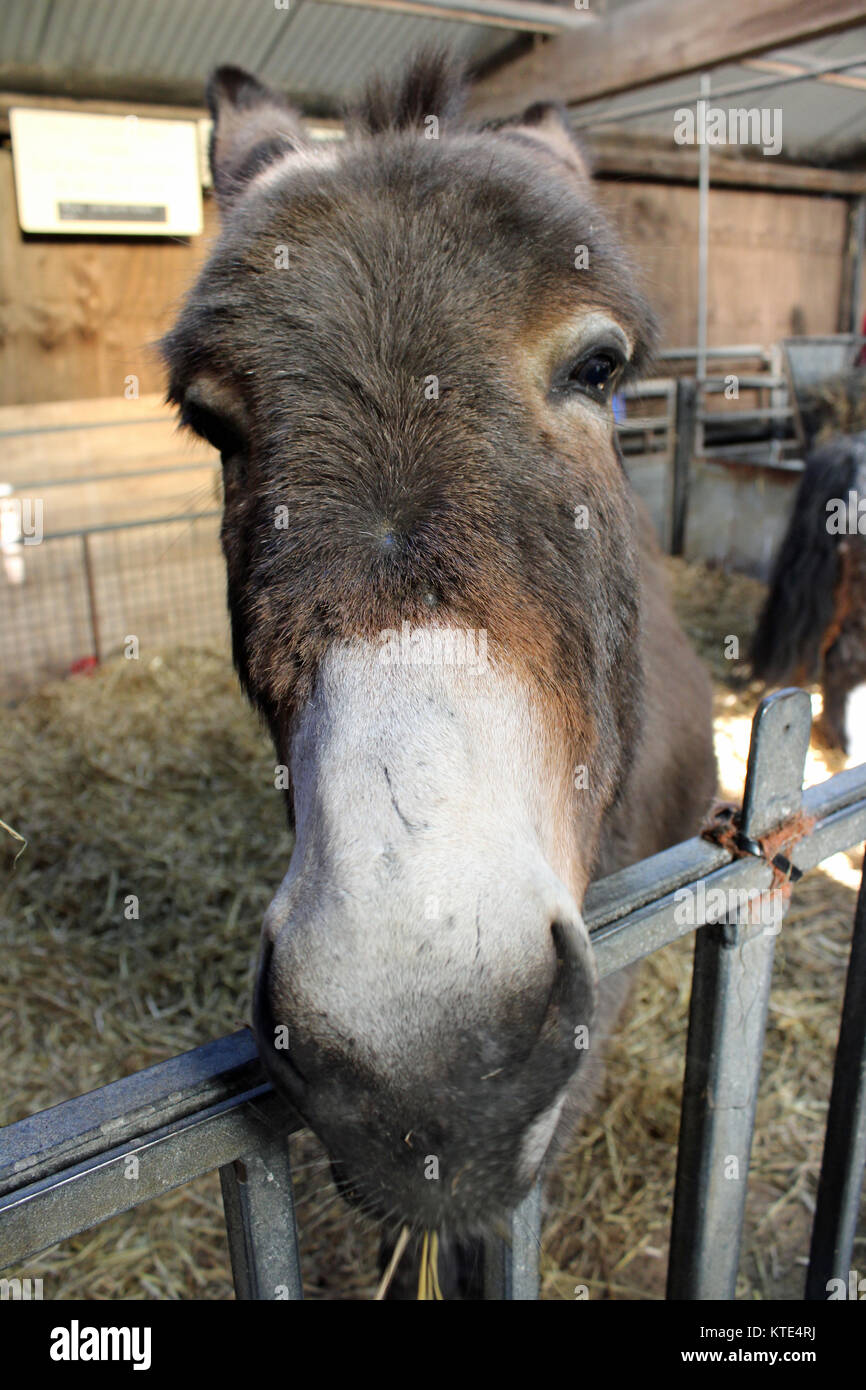 A friendly donkey at Chatsworth farm 2017. Credit: Robert Slater Stock ...