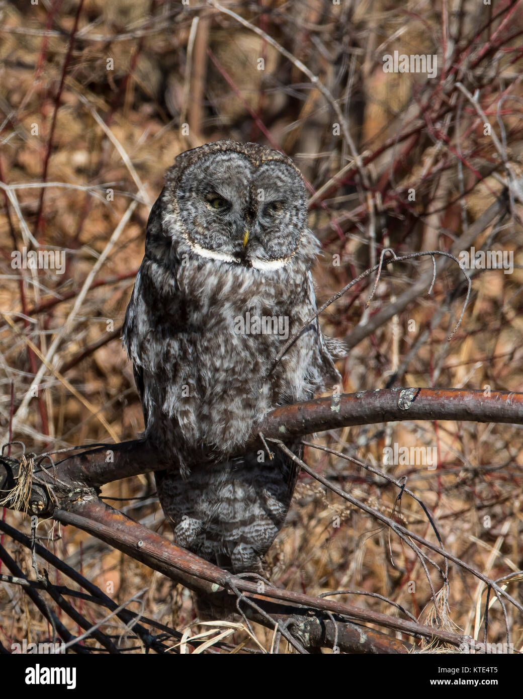 Great gray owl Stock Photo - Alamy