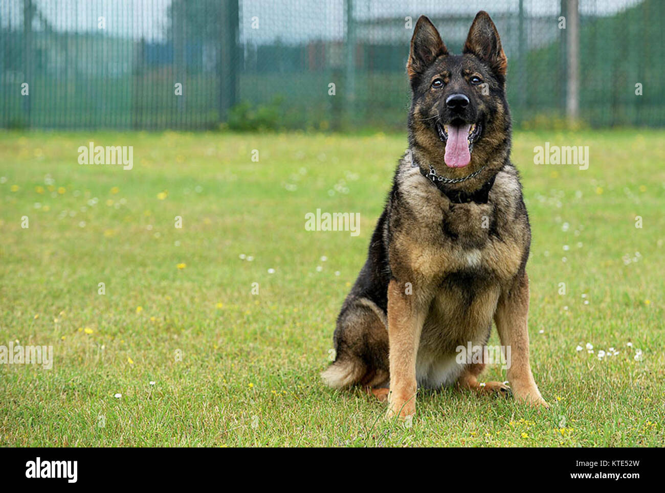 U.S. Air Force Military Working Dog Gina sits for a photograph on RAF ...