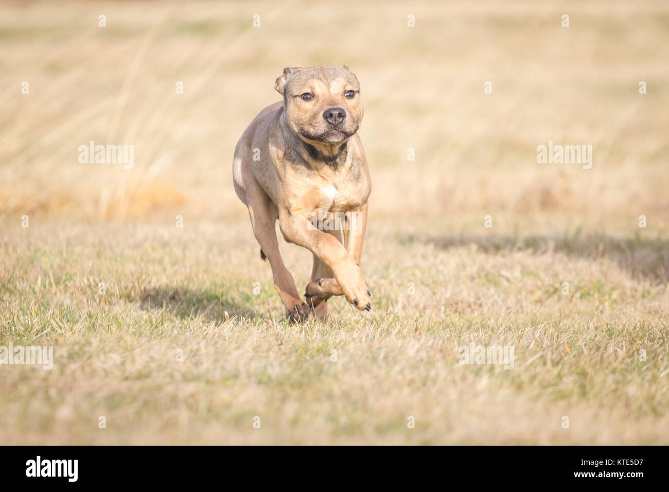 American Pit Bull Terrier running on a meadow Stock Photo - Alamy
