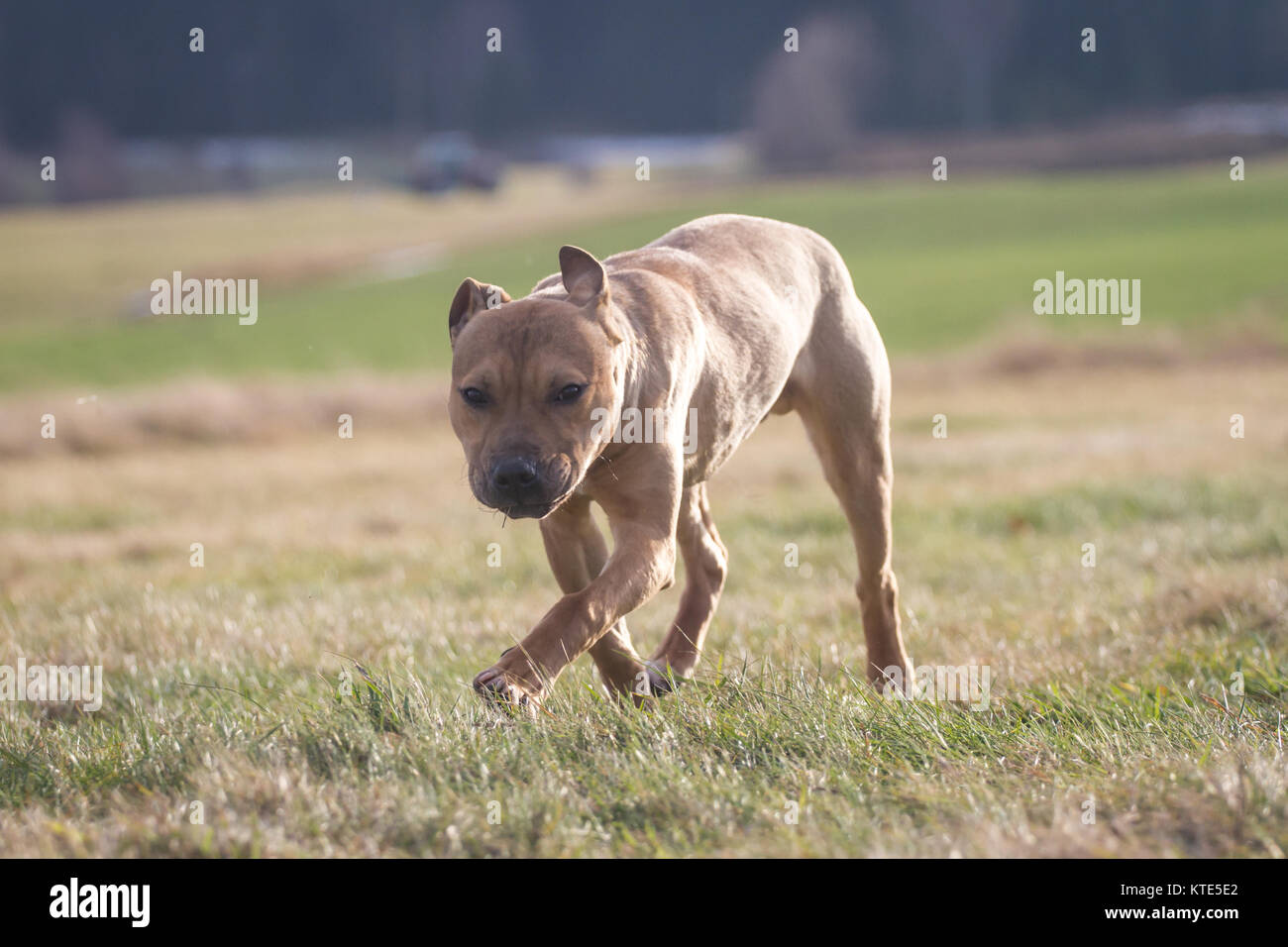 American Pit Bull Terrier running on a meadow Stock Photo - Alamy