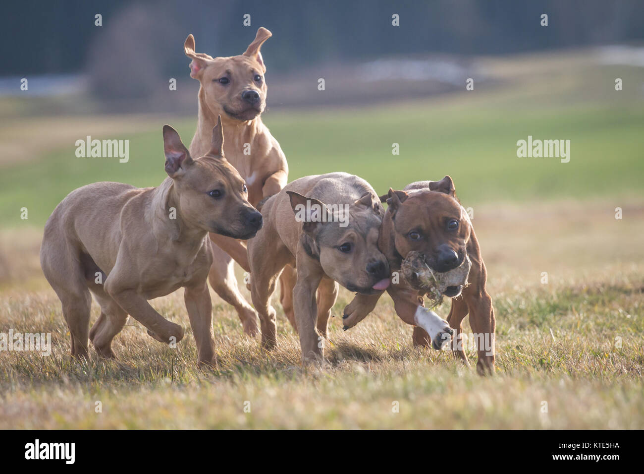 American Pit Bull Terriers running and playing Stock Photo - Alamy