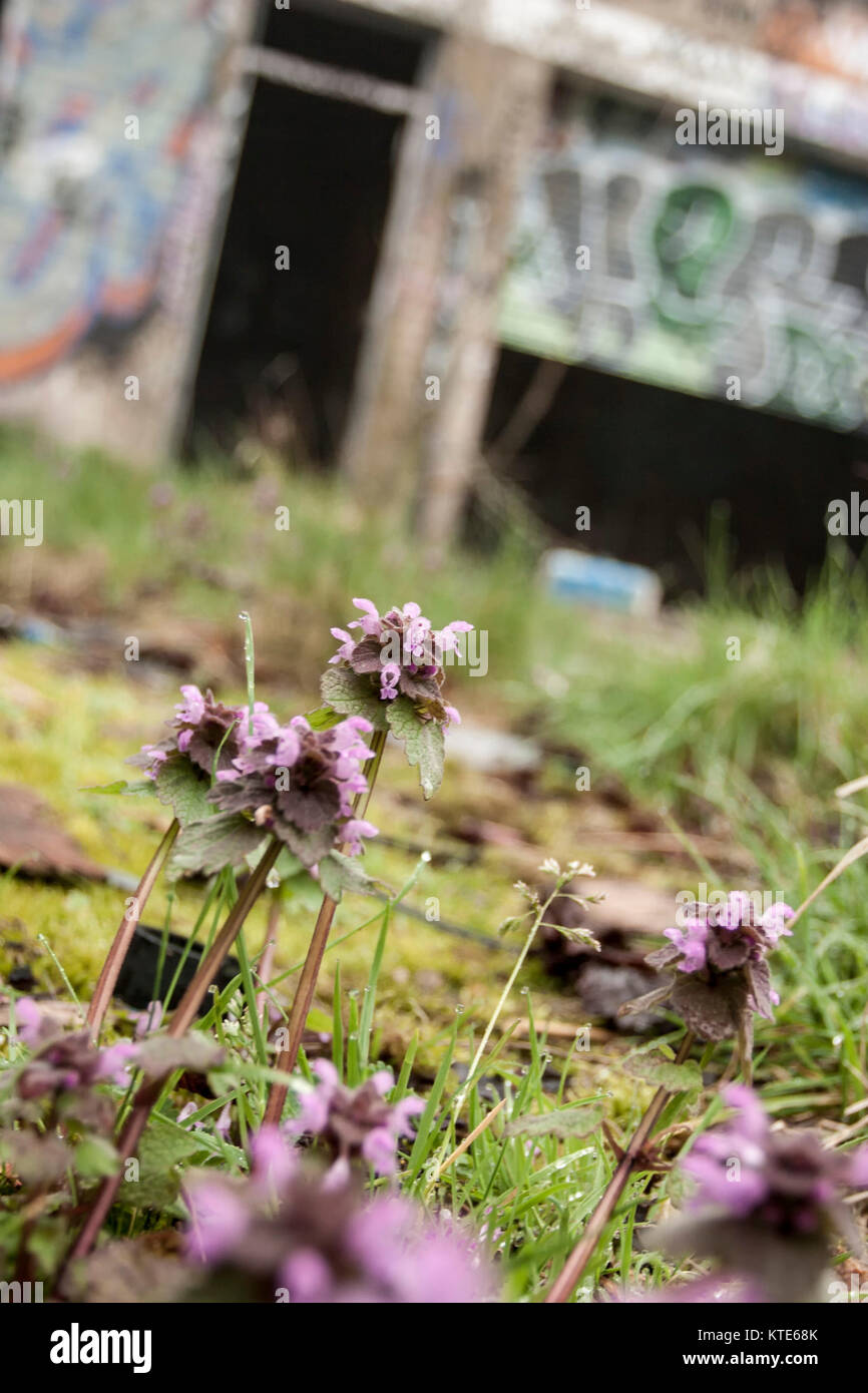 Wild flowers growing on derelict site, graffiti on background buildings ...