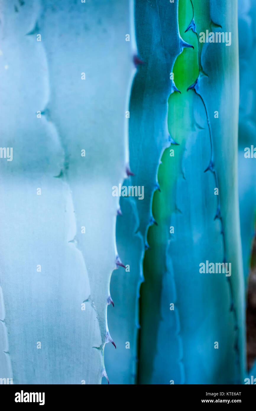 Close-up cactus plant showing spines Stock Photo - Alamy