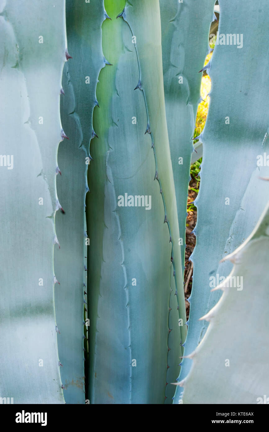 Close-up cactus plant showing spines Stock Photo - Alamy