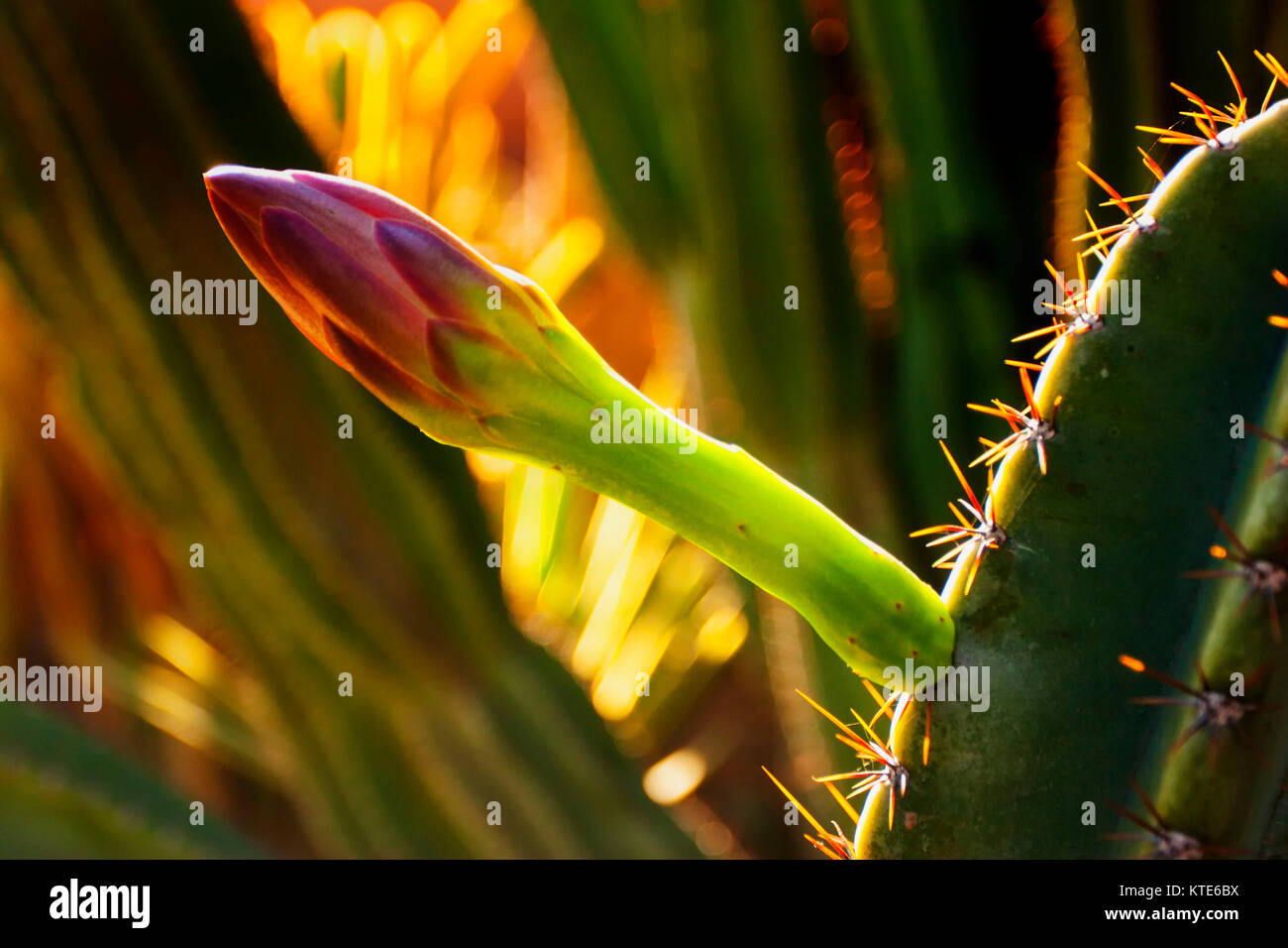 unopened Cactus flower and spines in border, marrakesh, morocco Stock ...