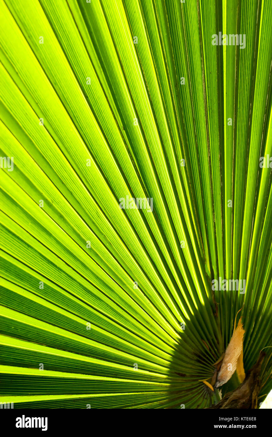 Palm front pattern close up Stock Photo - Alamy