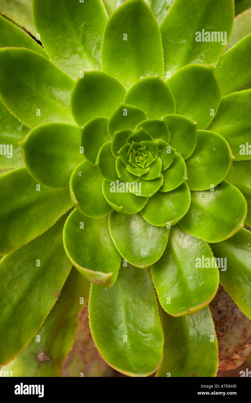 Transpiration occurs at night hi-res stock photography and images - Alamy