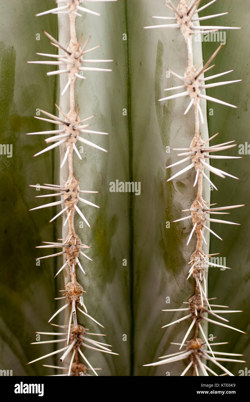 Stomata Stock Photos & Stomata Stock Images - Alamy