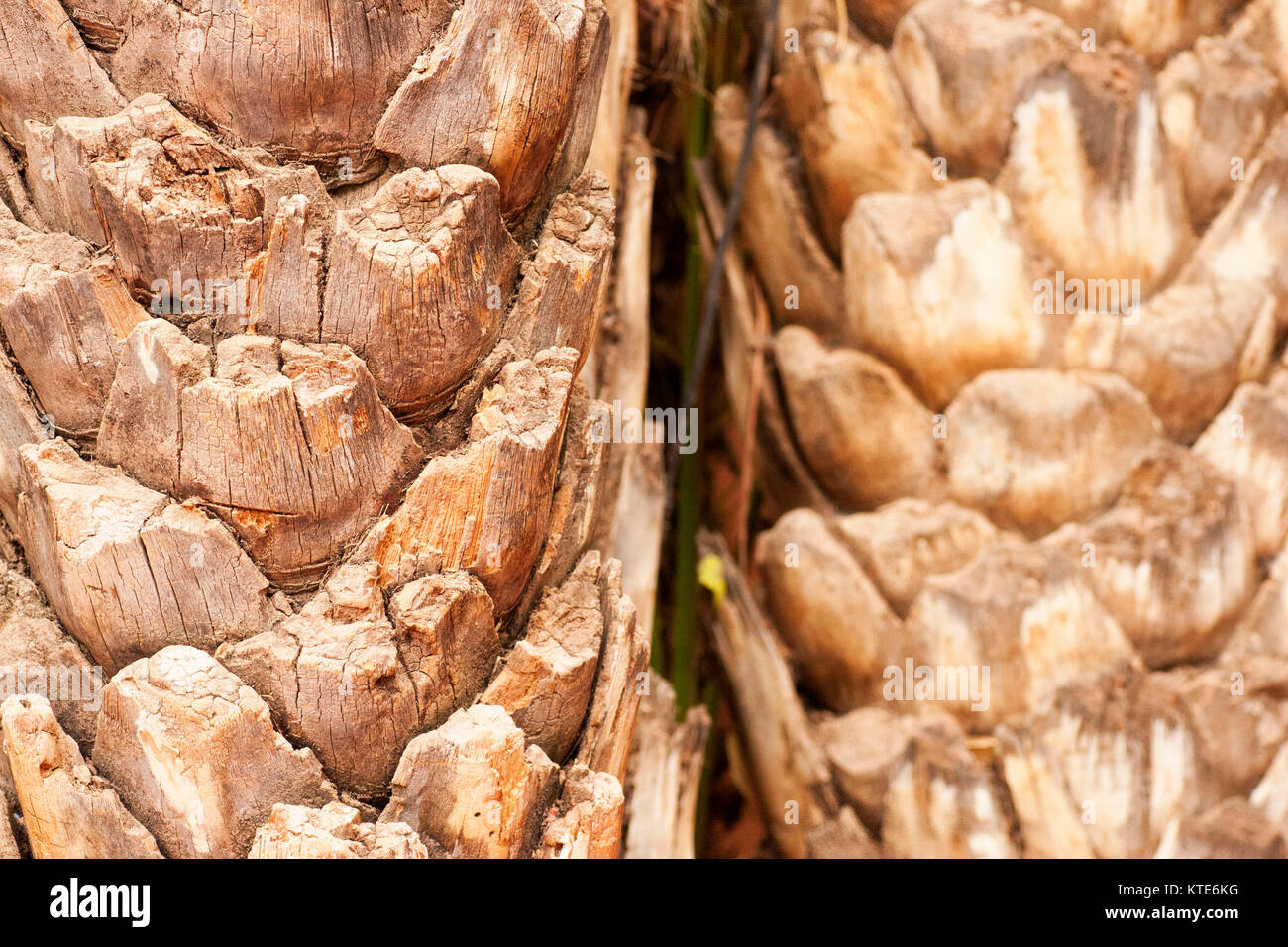 Date tree trunk abstract close-up in the Majorelle Garden's, now Yves ...