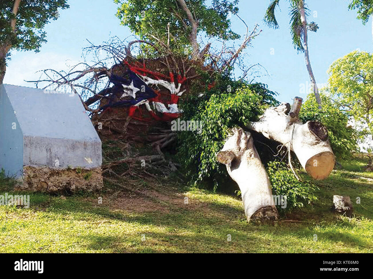 A perfect example of the enduring spirit of Puerto Rico: This tree ...