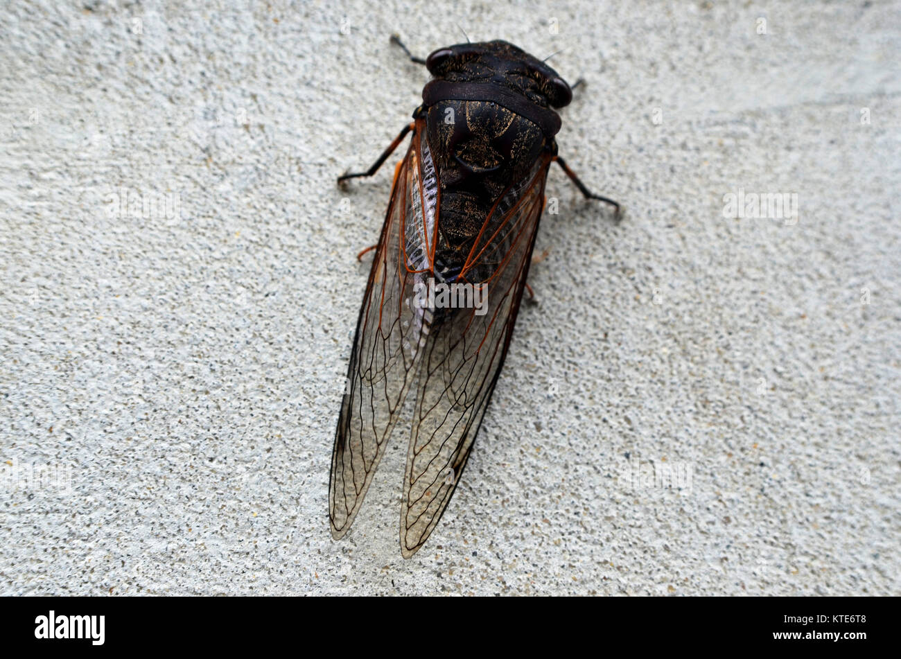Wings of cicada hi-res stock photography and images - Alamy