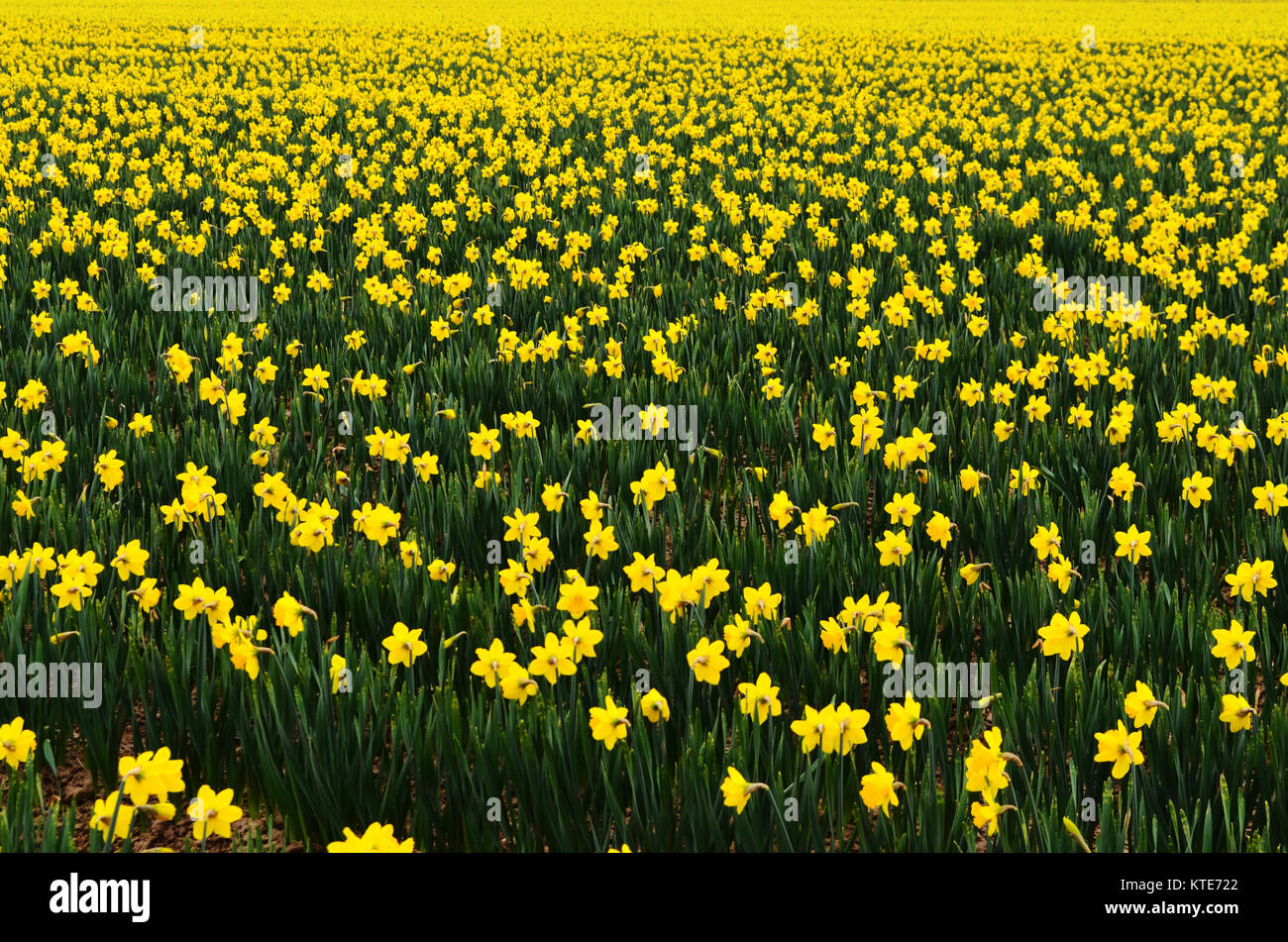 Field full of yellow daffodils Stock Photo - Alamy