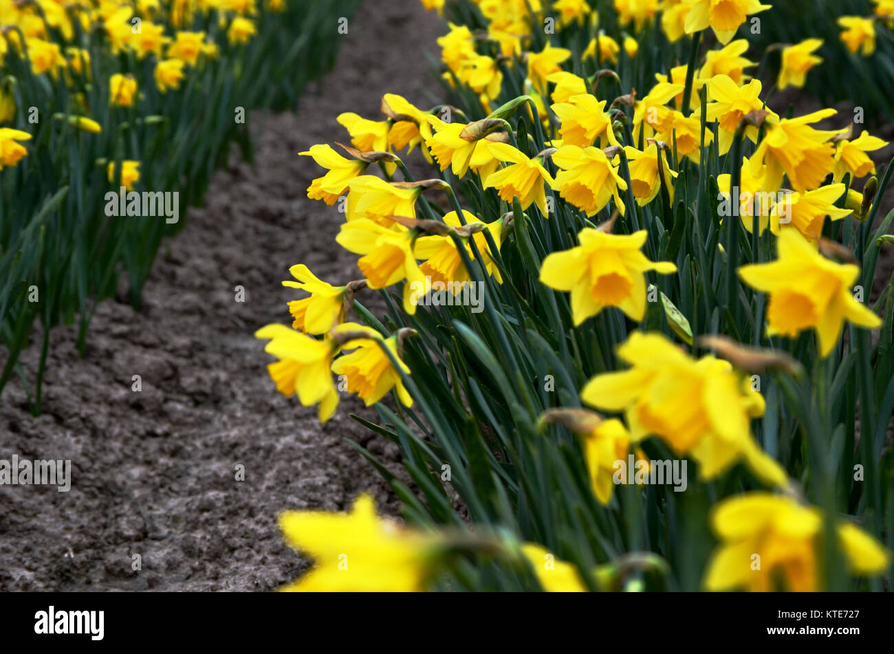Yellow daffodils in field at spring time in Cambridgeshire UK Stock ...
