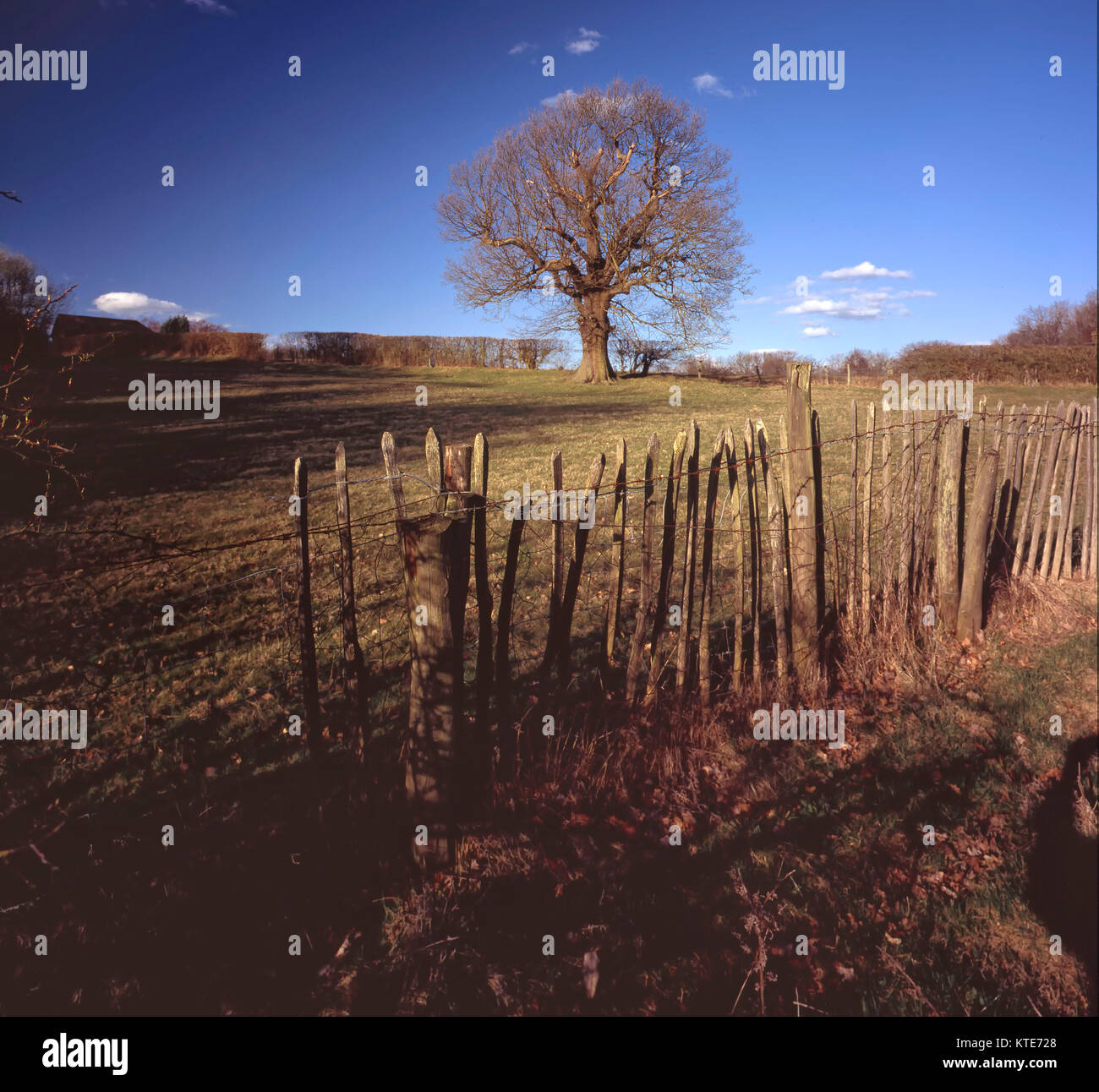 Fence and lone tree in Kent agricultural landscape, England, europe ...