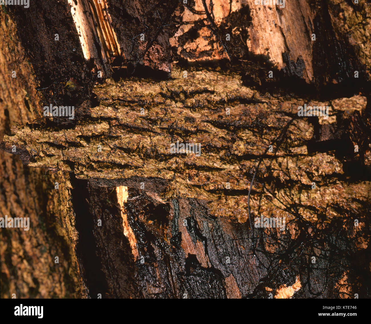 Bark off-cut abstract in woodland Stock Photo - Alamy