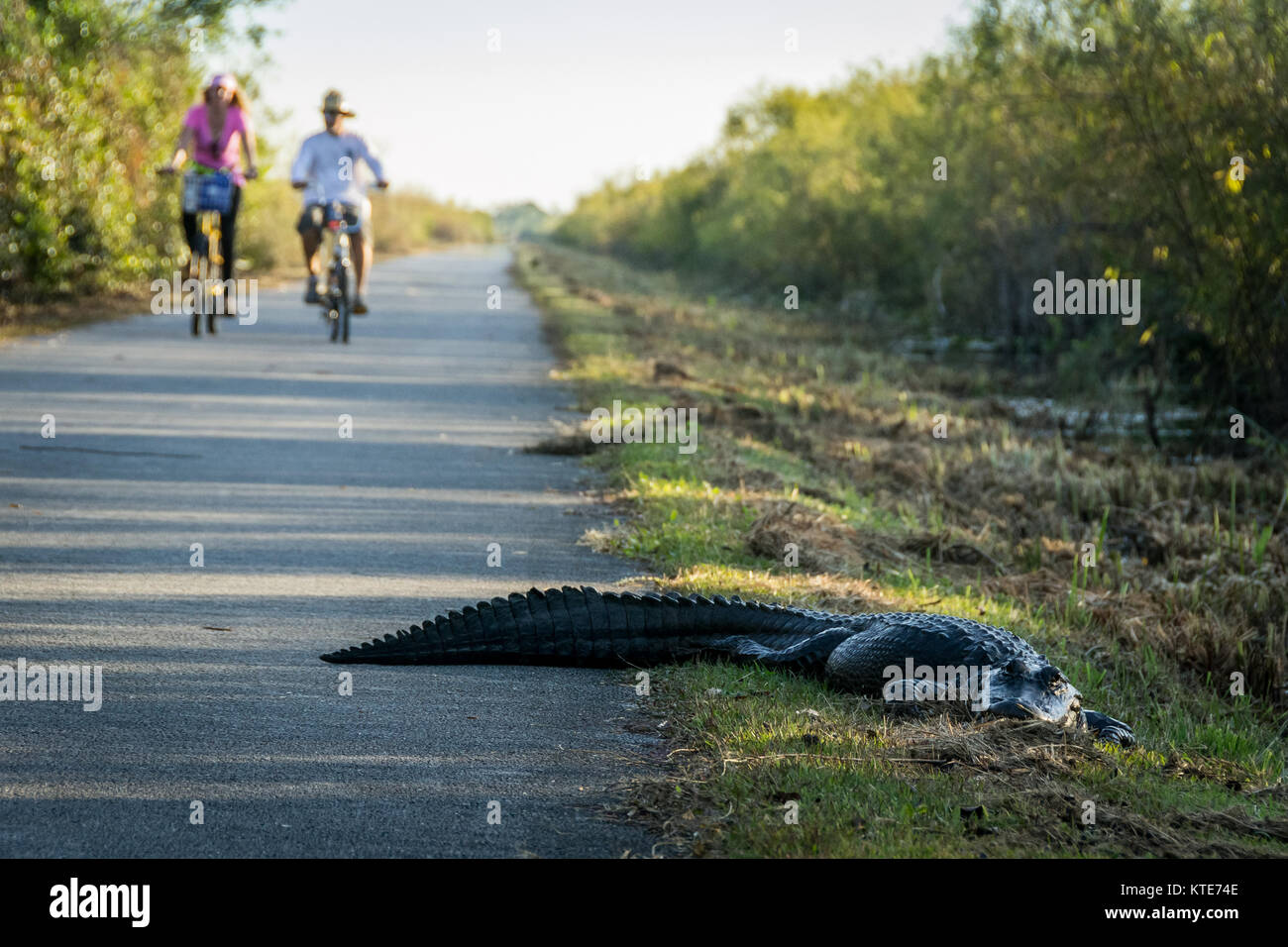 Alligator and cycklists Stock Photo - Alamy
