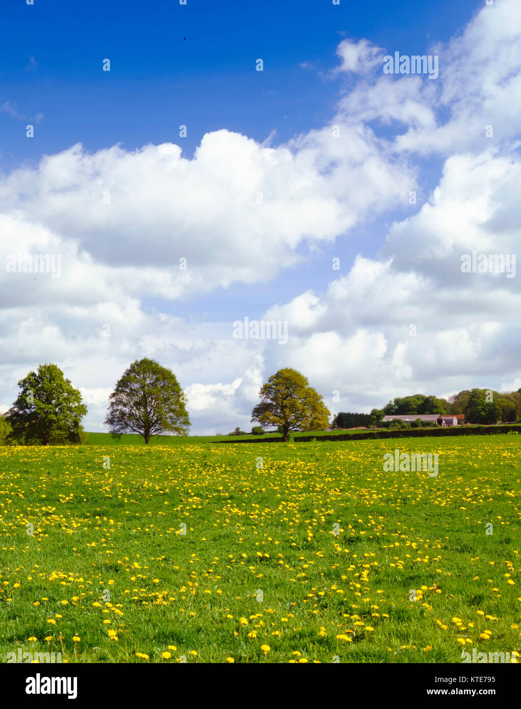 Buttercup trees and big clouds in kent agricultural land, england ...