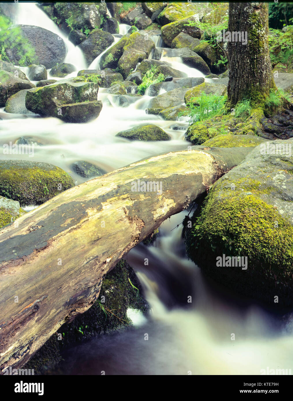Fallen log across stream in woods Stock Photo - Alamy