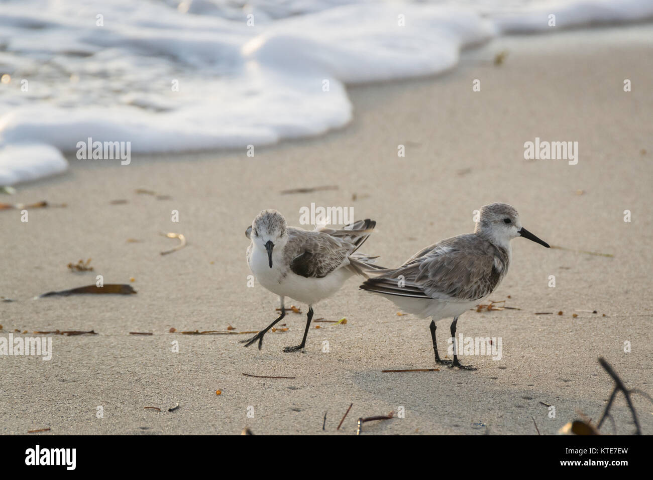 Sanderlings on the beach Stock Photo - Alamy
