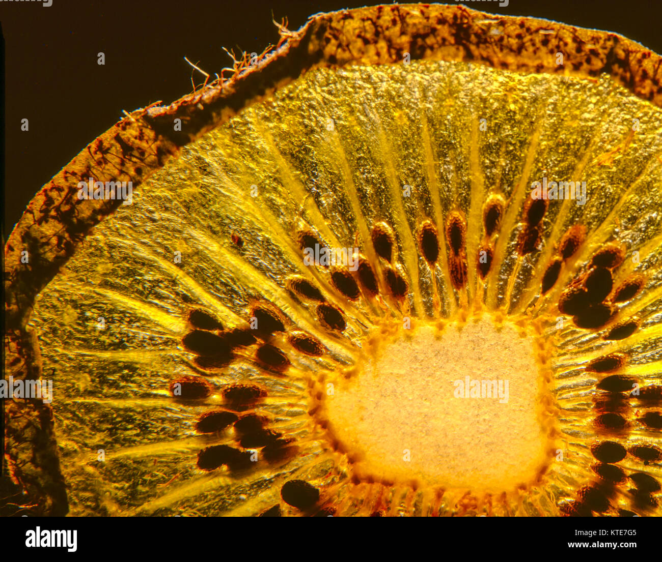 Simple fruit anatomy hi-res stock photography and images - Alamy