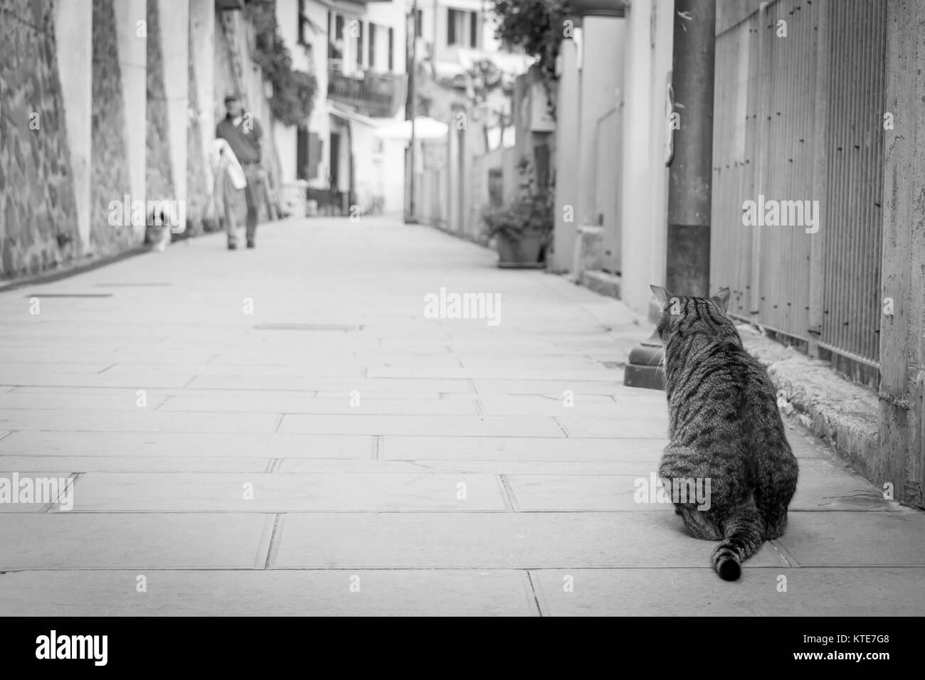 Man walking cat Black and White Stock Photos & Images - Alamy