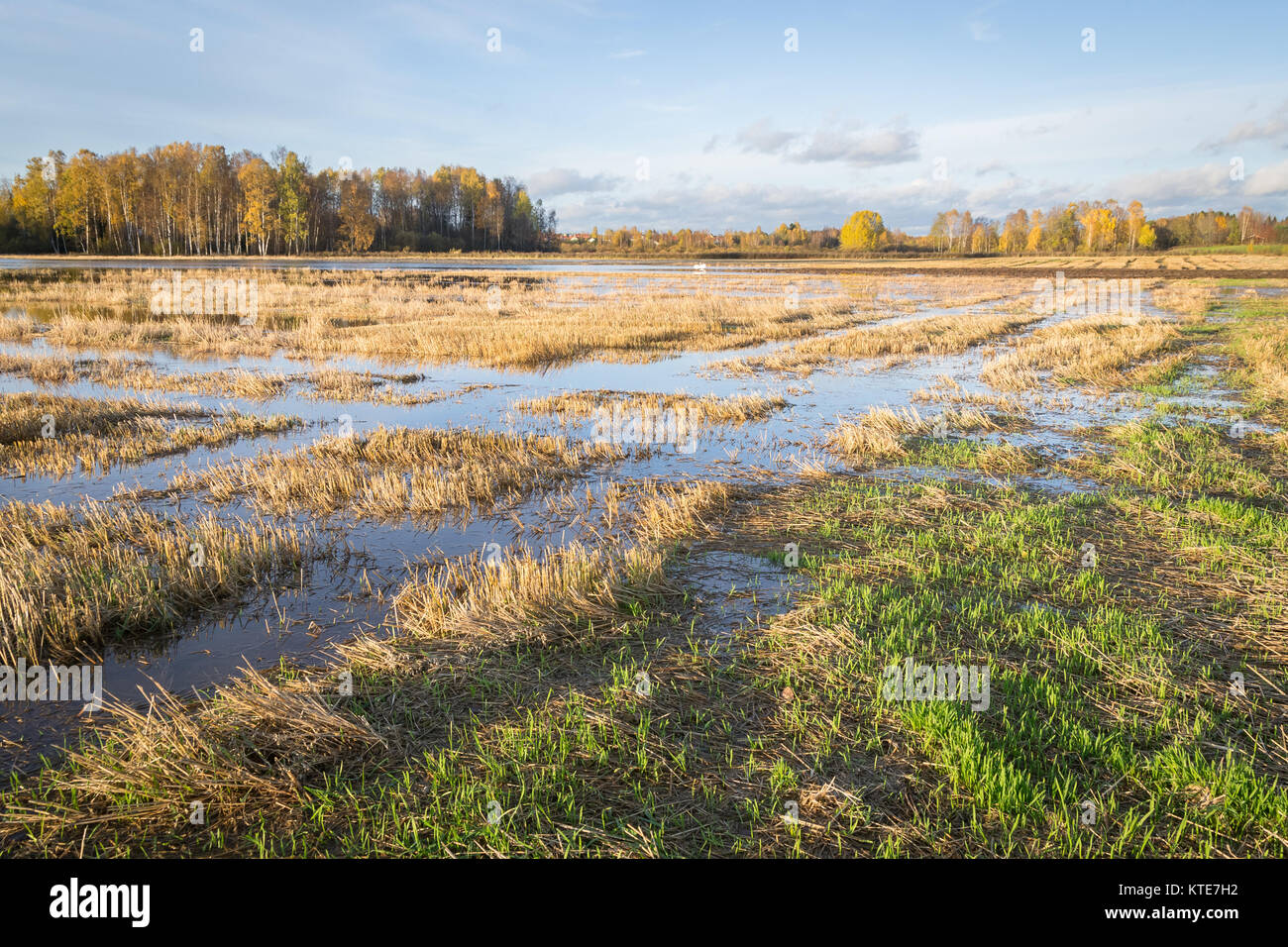 Water flooded to the field Stock Photo - Alamy