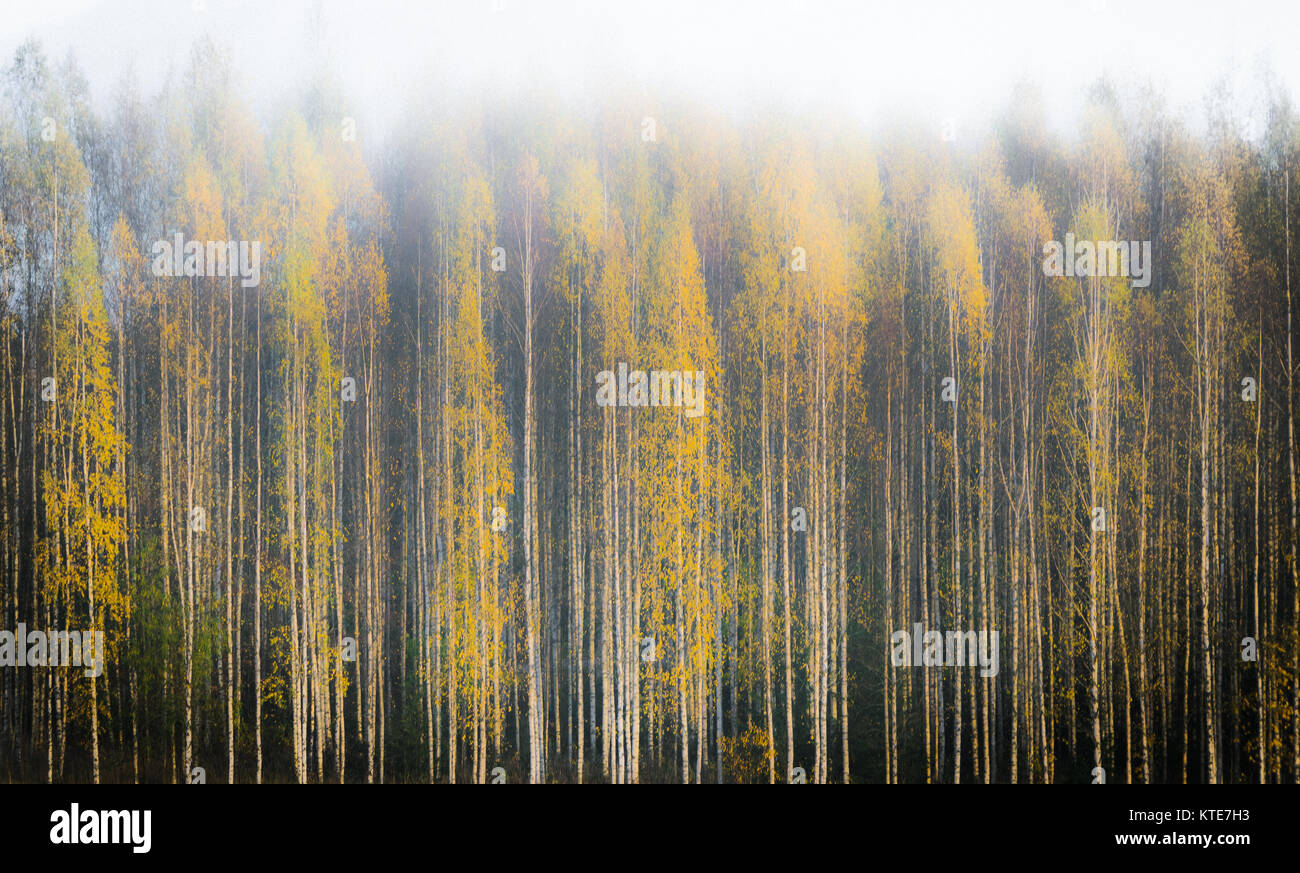 Autumn in forest Stock Photo - Alamy