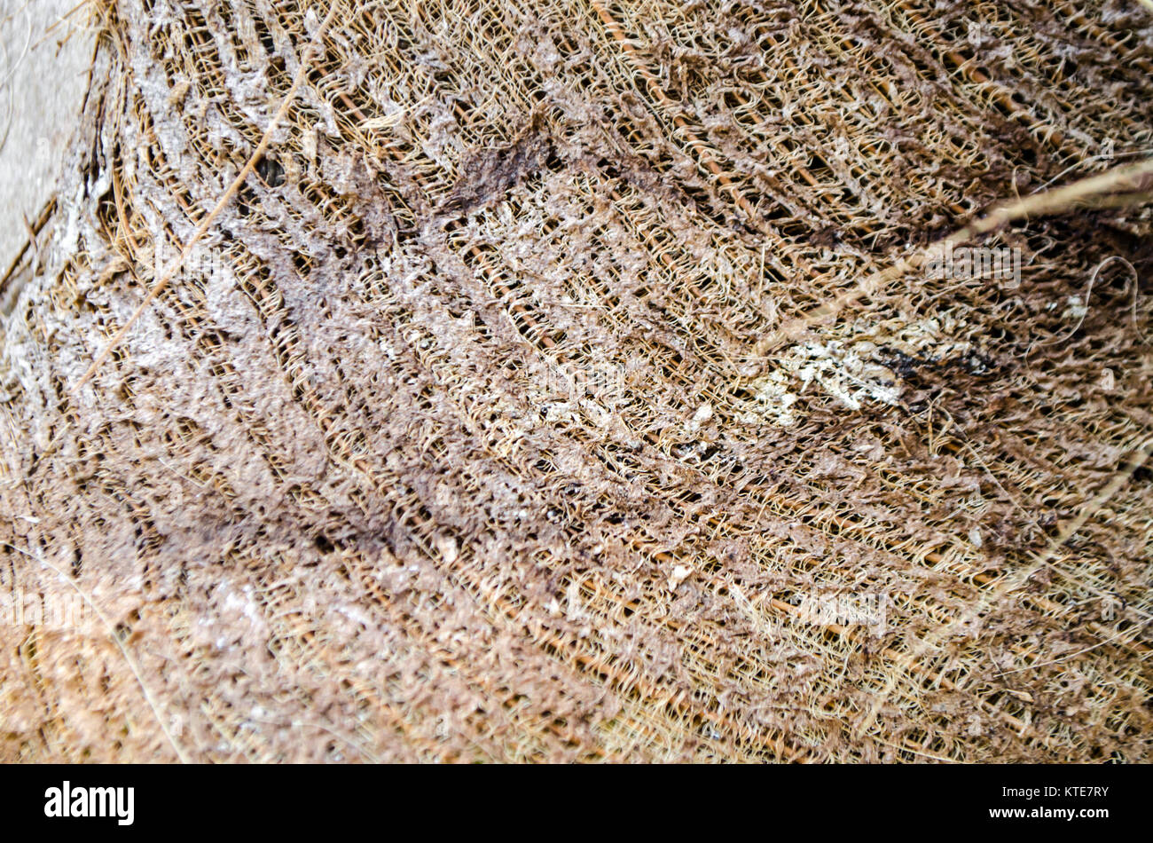 Wooden texture of the crust, tropical palm tree. Studio Photo Stock ...