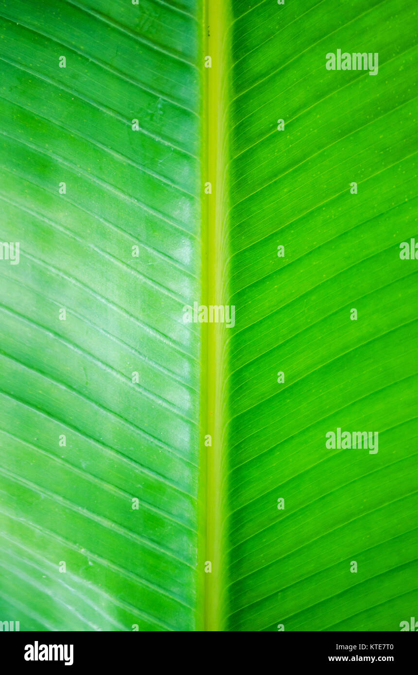 Creative layout of green leaf of tropical palm. Studio Photo Stock ...