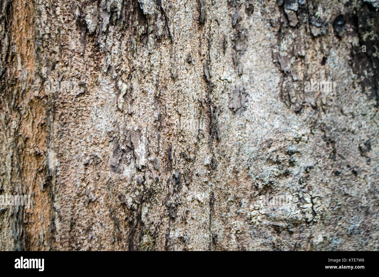 Natural background of tropical wood bark. Studio Photo Stock Photo - Alamy