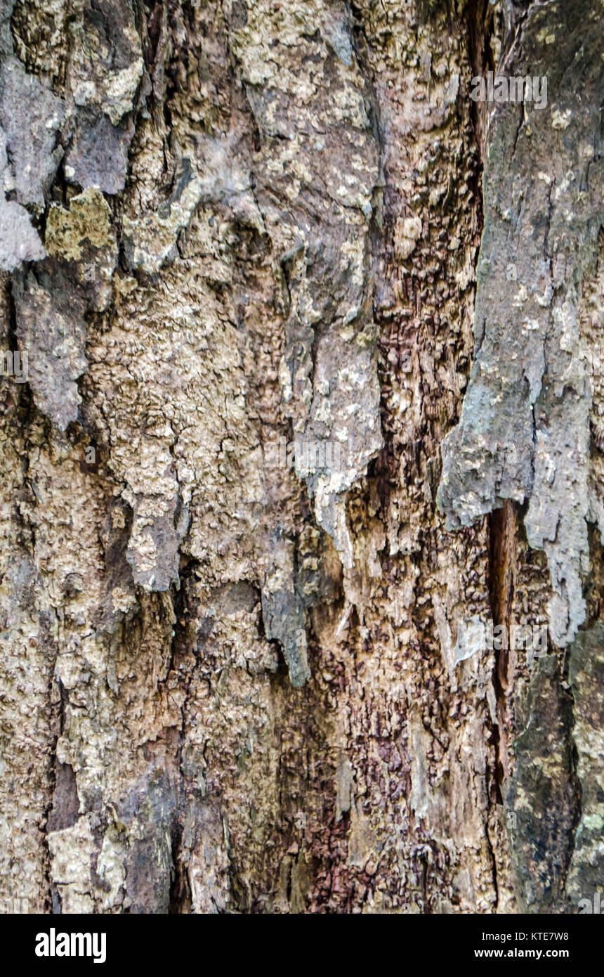 Natural background of tropical wood bark. Studio Photo Stock Photo - Alamy