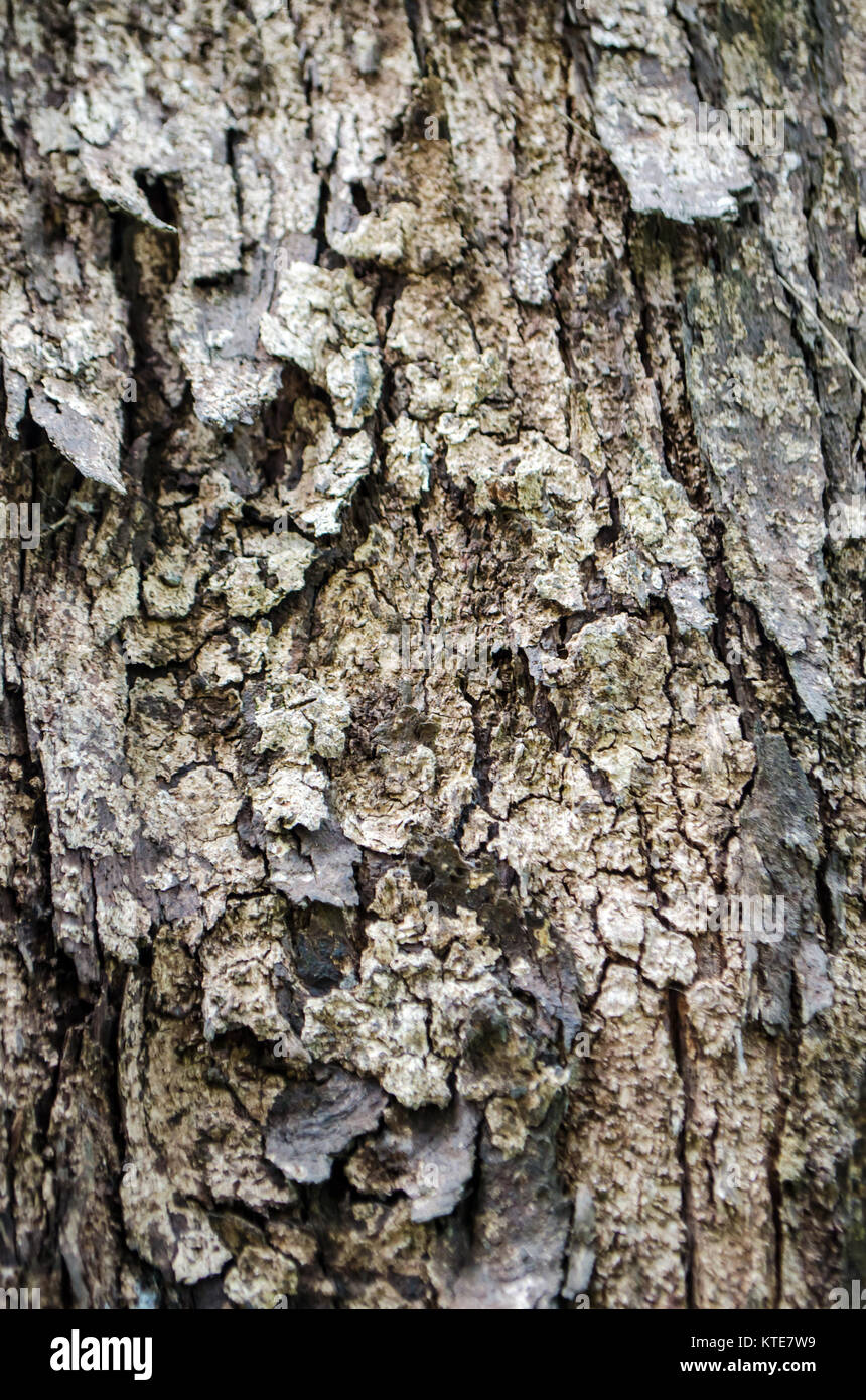 Natural background of tropical wood bark. Studio Photo Stock Photo - Alamy