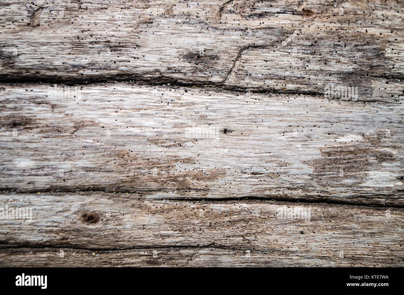 Natural background of tropical wood bark. Studio Photo Stock Photo - Alamy