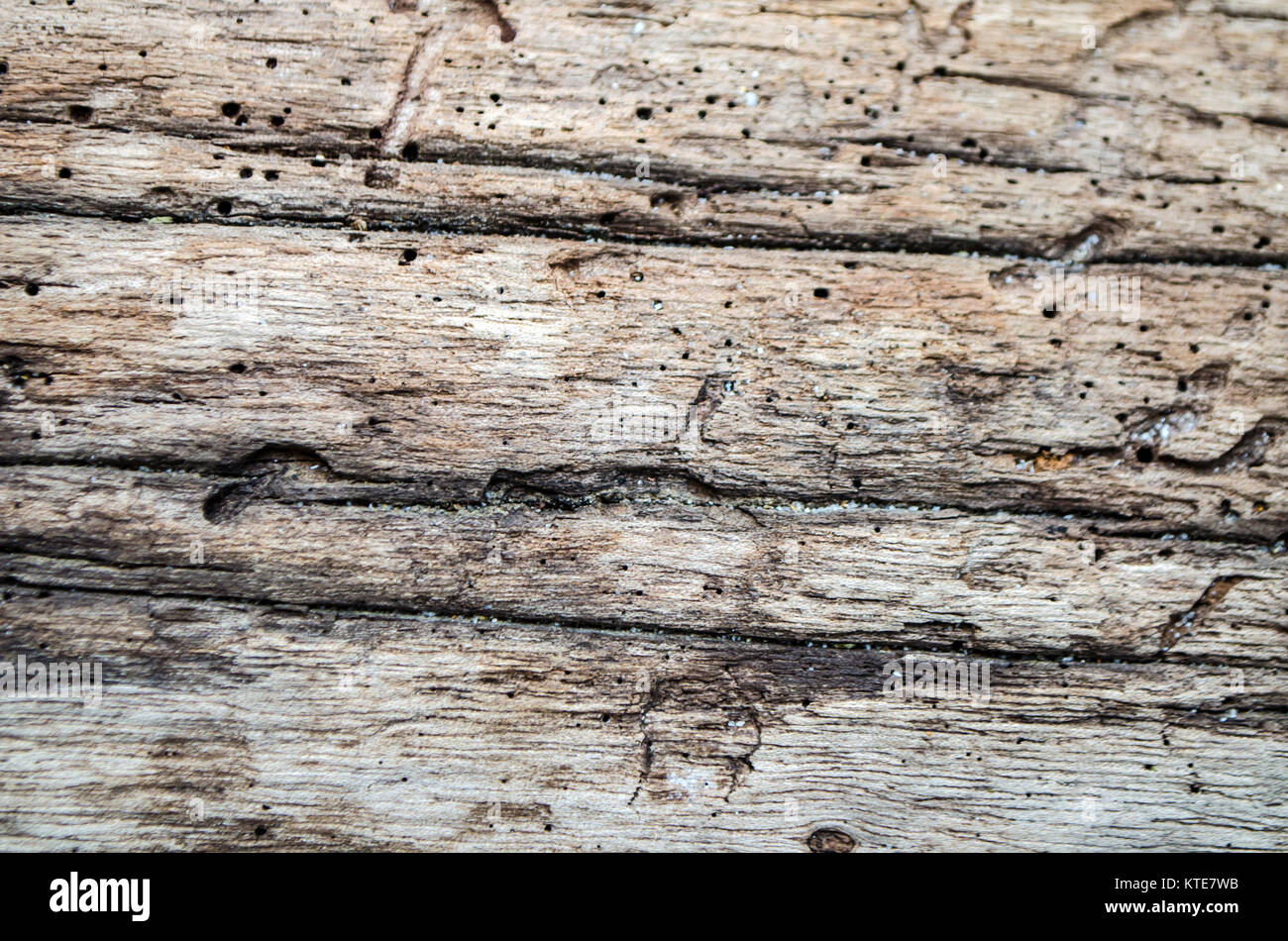 Natural background of tropical wood bark. Studio Photo Stock Photo - Alamy