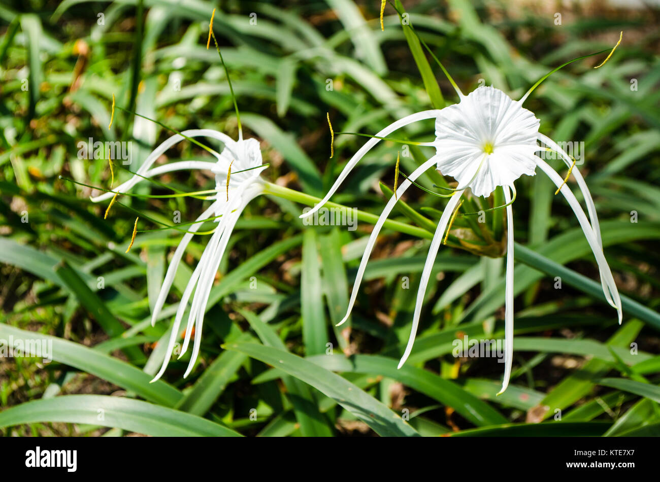Beautiful delicate white tropical flower. Studio Photo Stock Photo - Alamy