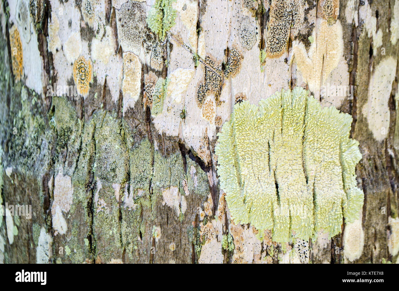 Natural background of tropical wood bark. Studio Photo Stock Photo - Alamy