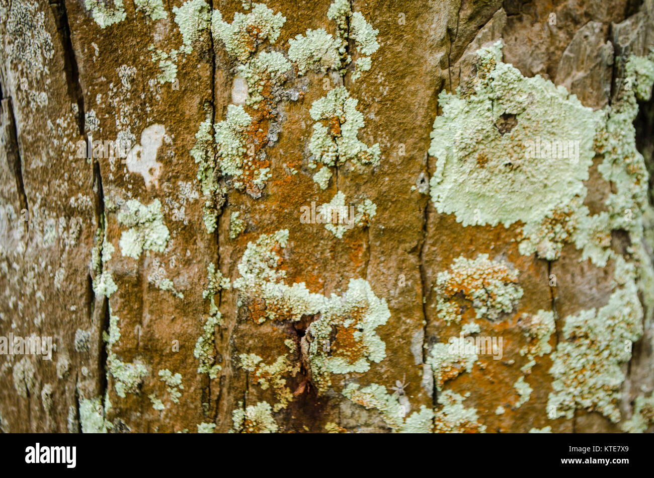 Natural background of tropical wood bark. Studio Photo Stock Photo - Alamy