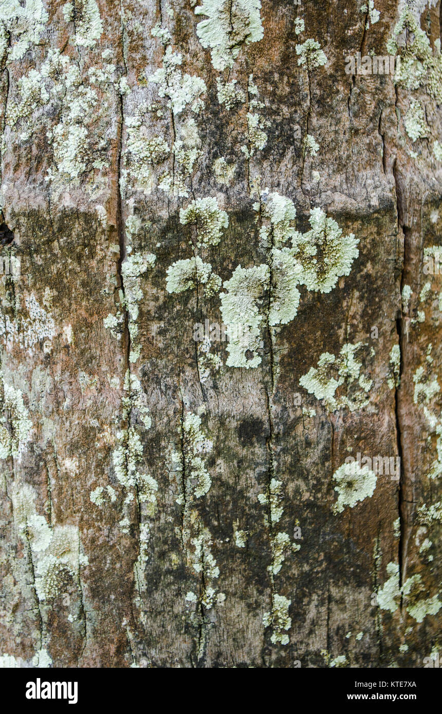 Natural background of tropical wood bark. Studio Photo Stock Photo - Alamy