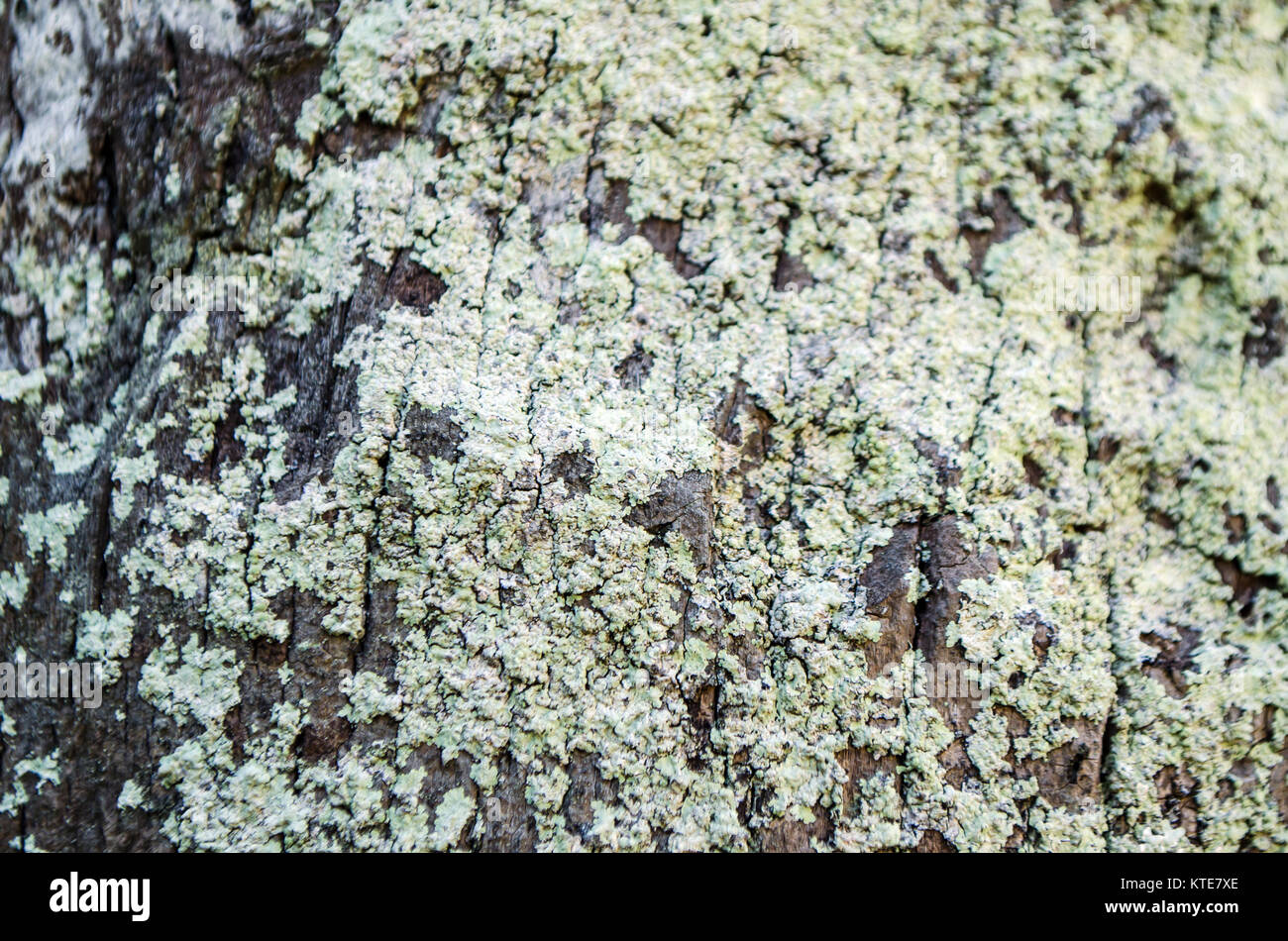 Natural background of tropical wood bark. Studio Photo Stock Photo - Alamy