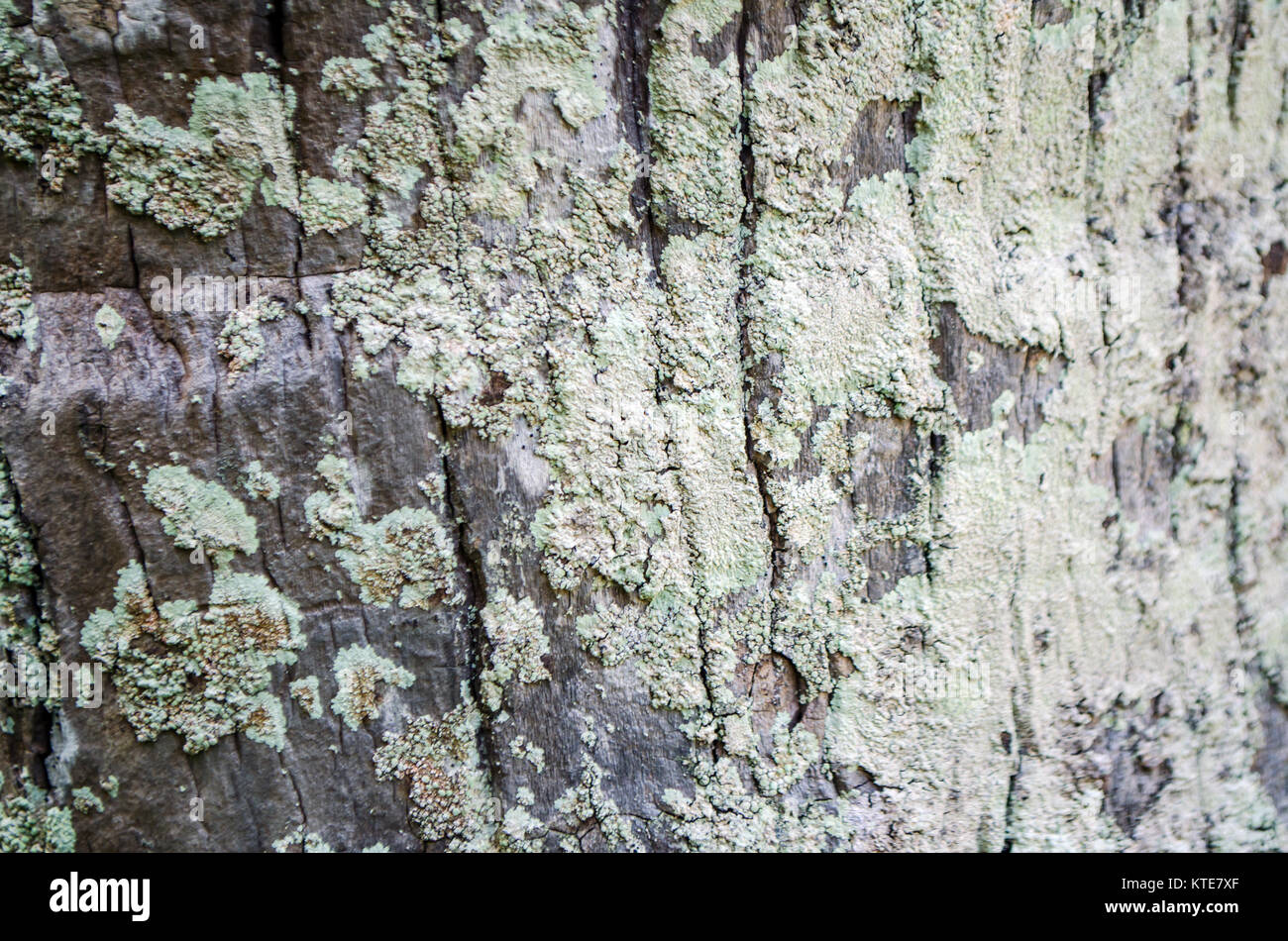 Natural background of tropical wood bark. Studio Photo Stock Photo - Alamy