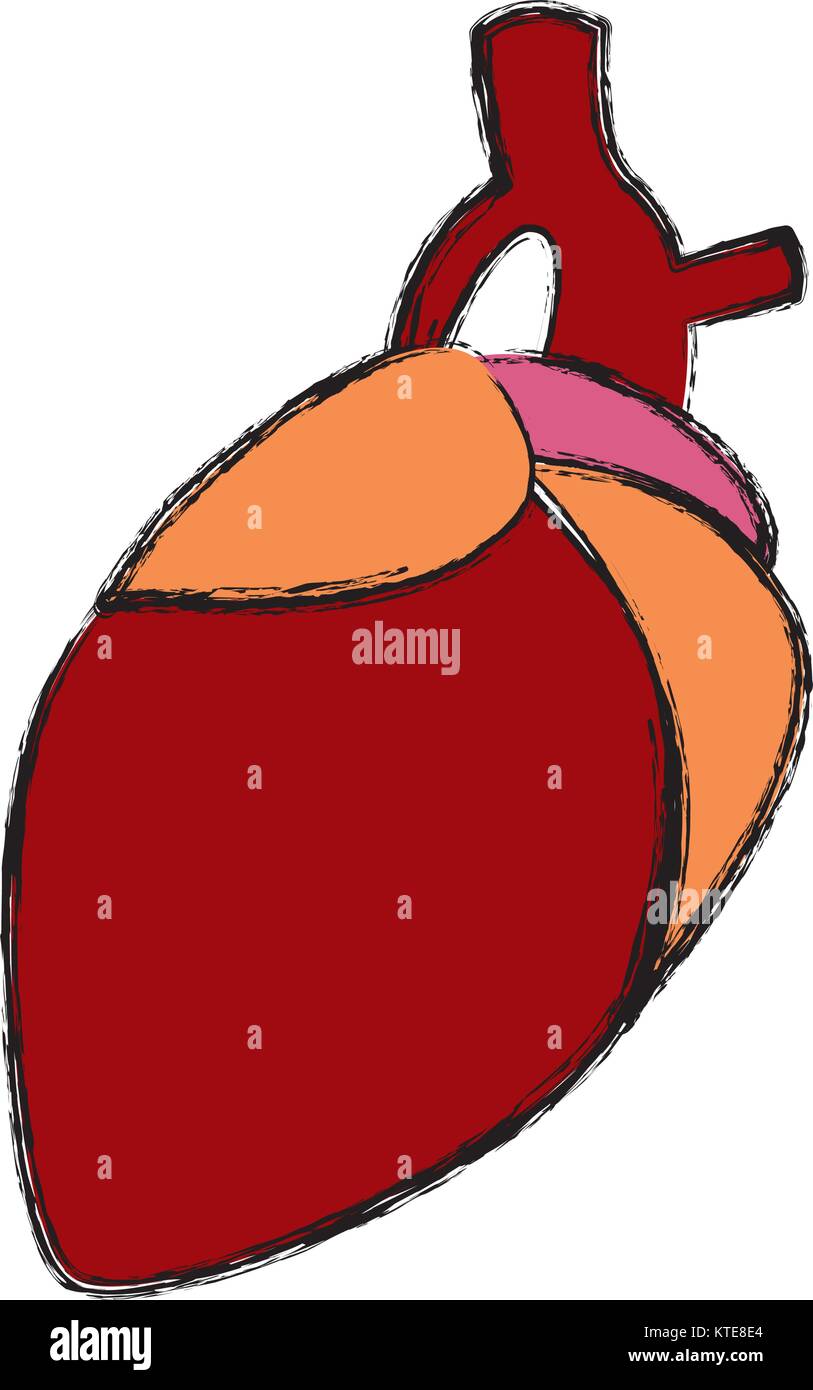 Human heart symbol Stock Vector Image & Art - Alamy