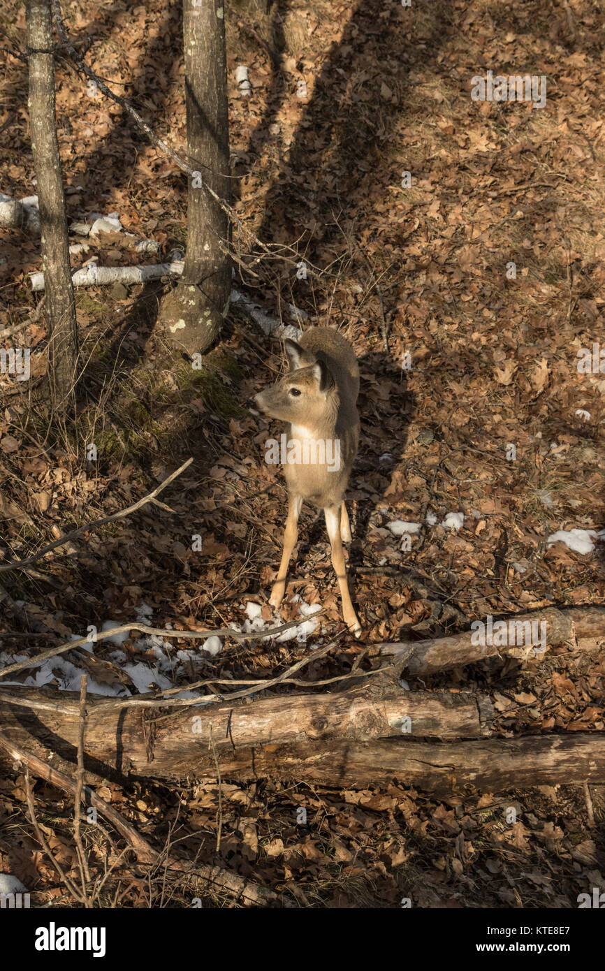 White-tailed deer photographed from above Stock Photo - Alamy