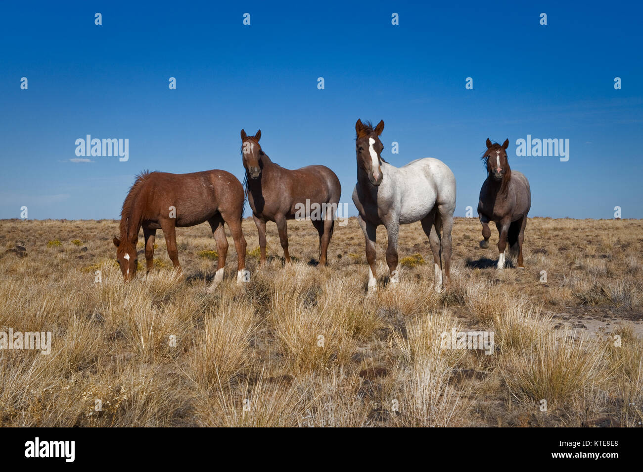 Mustangs hi-res stock photography and images - Alamy