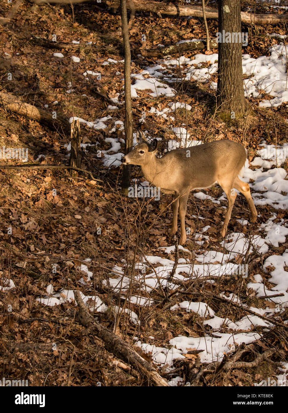 White-tailed deer photographed from above Stock Photo - Alamy