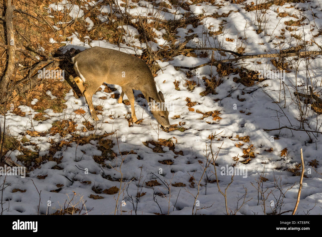 White-tailed deer photographed from above Stock Photo - Alamy